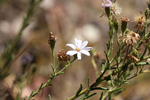 Olearia strigosa · iNaturalist