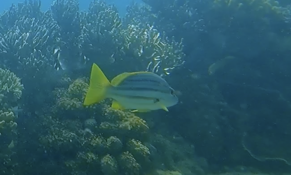 Spanish Flag Snapper from Palm Island QLD 4816, Australia on March 31 ...