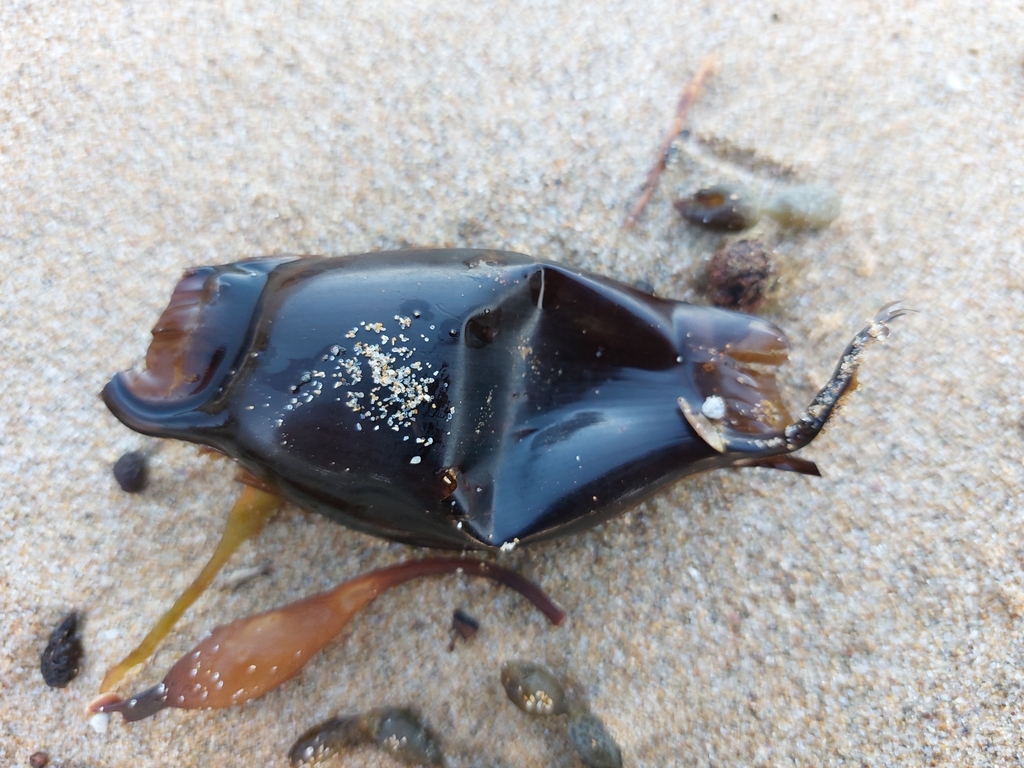 Typical Carpetsharks from Anglesea VIC 3230, Australia on April 13 ...