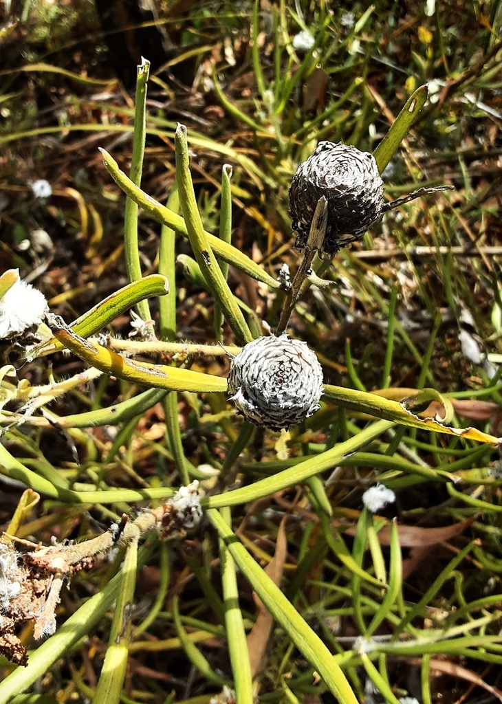 Drumsticks from Upper Capel WA 6239, Australia on March 21, 2023 at 04: ...