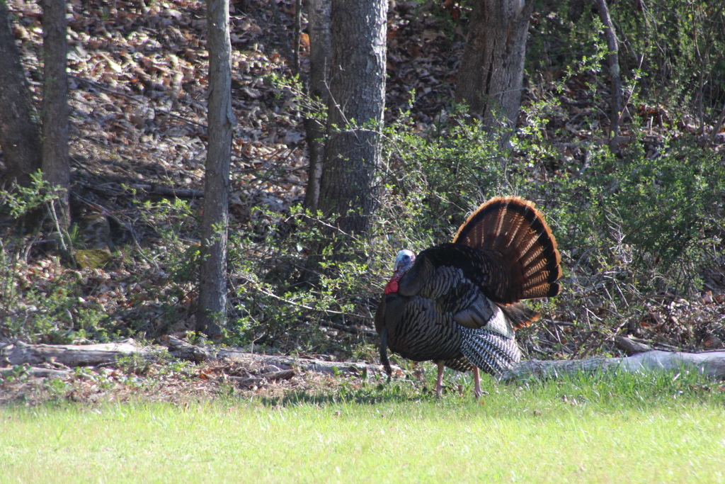 Wild Turkey from Garrett County, MD, USA on April 10, 2023 at 09:26 PM ...
