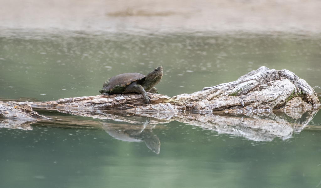 Sonoyta Mud Turtle in March 2023 by Philip Georgakakos · iNaturalist
