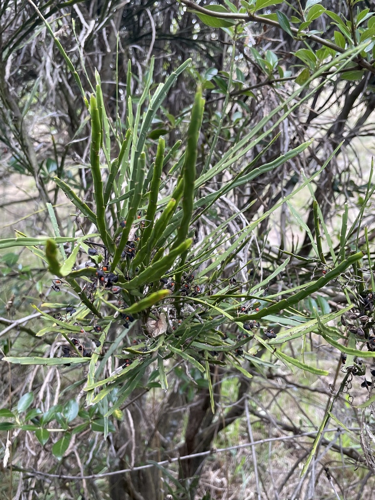New Zealand common broom from Te Waipounamu/South Island, Tai Tapu ...