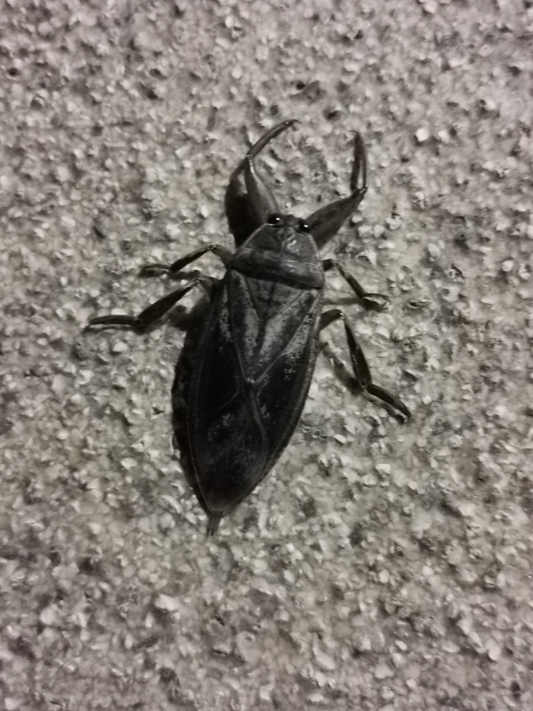 American Giant Water Bug from Vieil Ottawa-Est, Ottawa, ON, Canada on ...