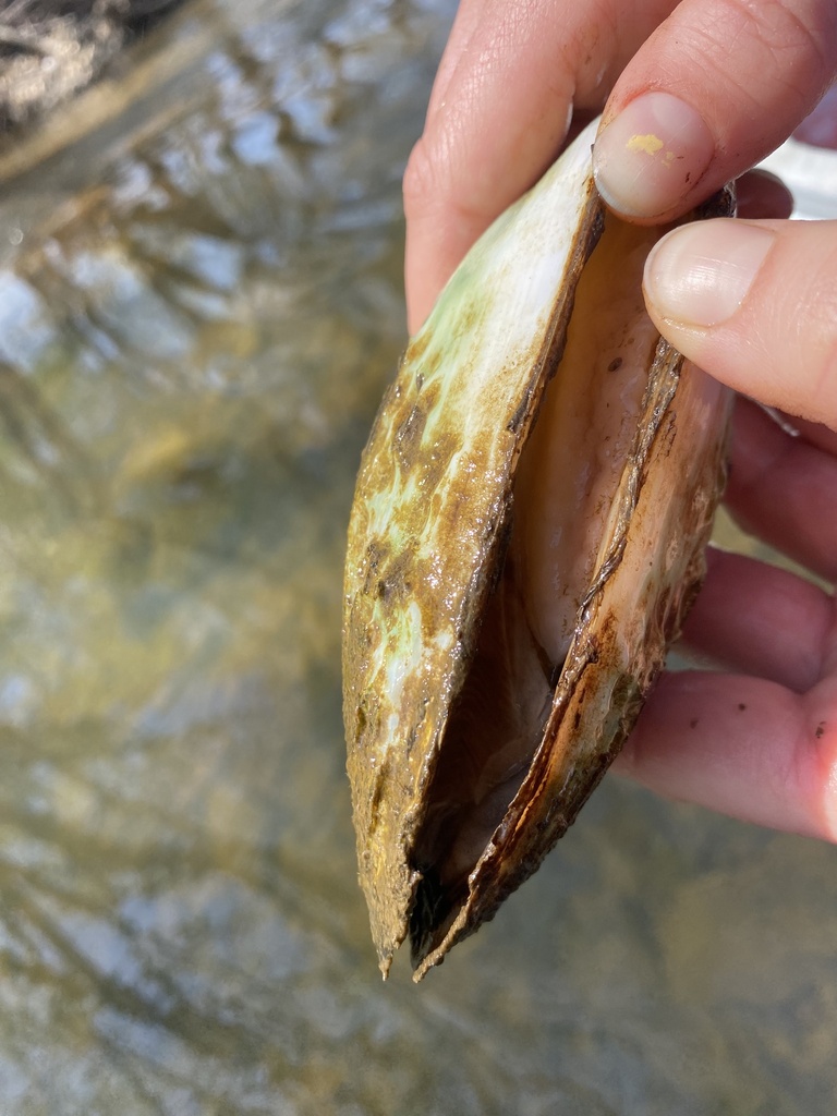 River Mussels from Park Hills, MO, US on April 13, 2023 at 02:36 PM by ...