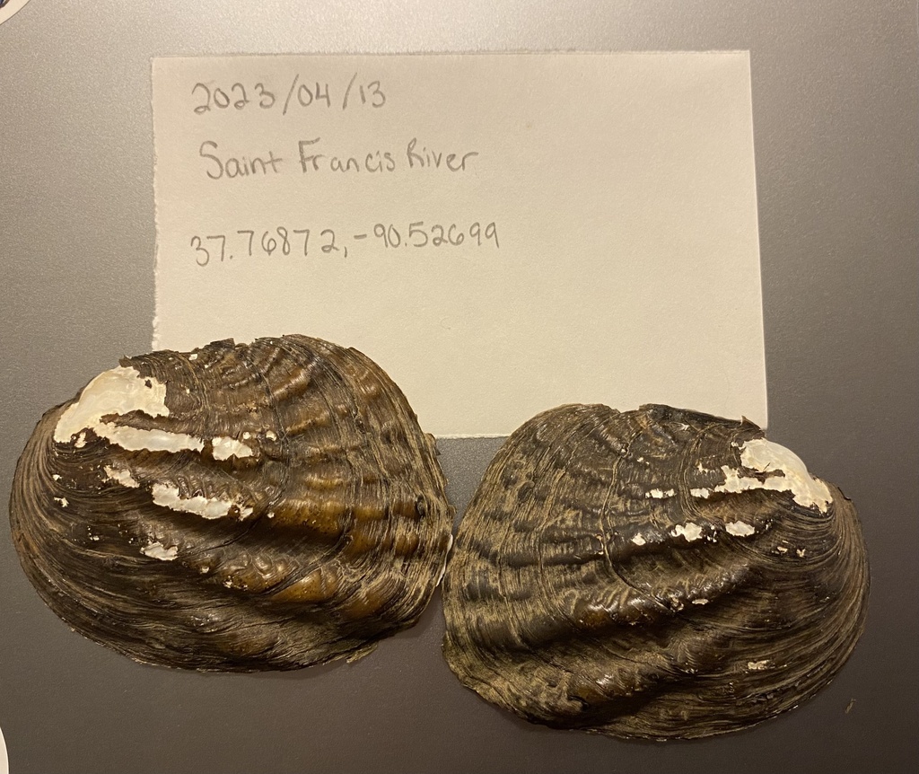 Three-ridge Mussel from RT-221, Pilot Knob, MO, US on April 13, 2023 at ...