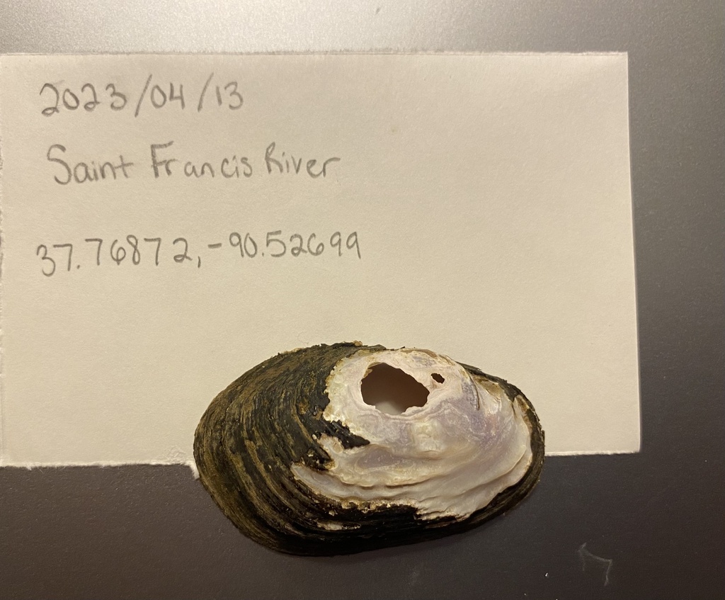 Little Spectaclecase from RT-221, Pilot Knob, MO, US on April 13, 2023 ...