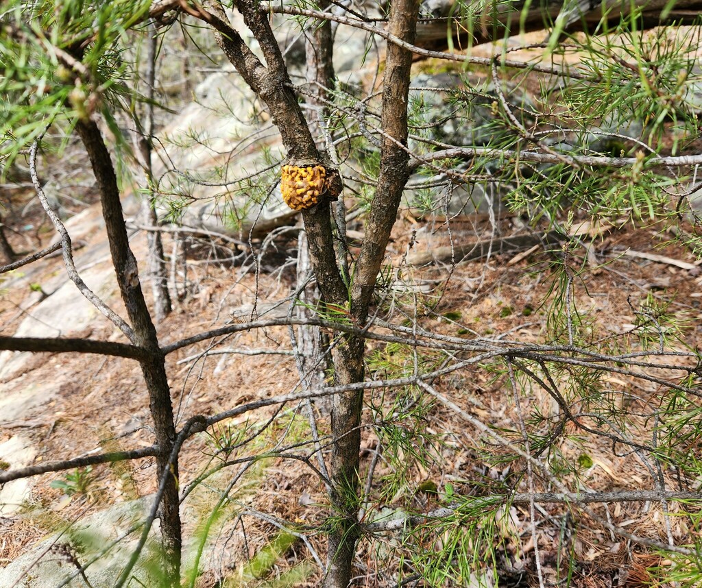 Pine-oak gall rust from Caldwell County, KY, USA on April 13, 2023 at ...