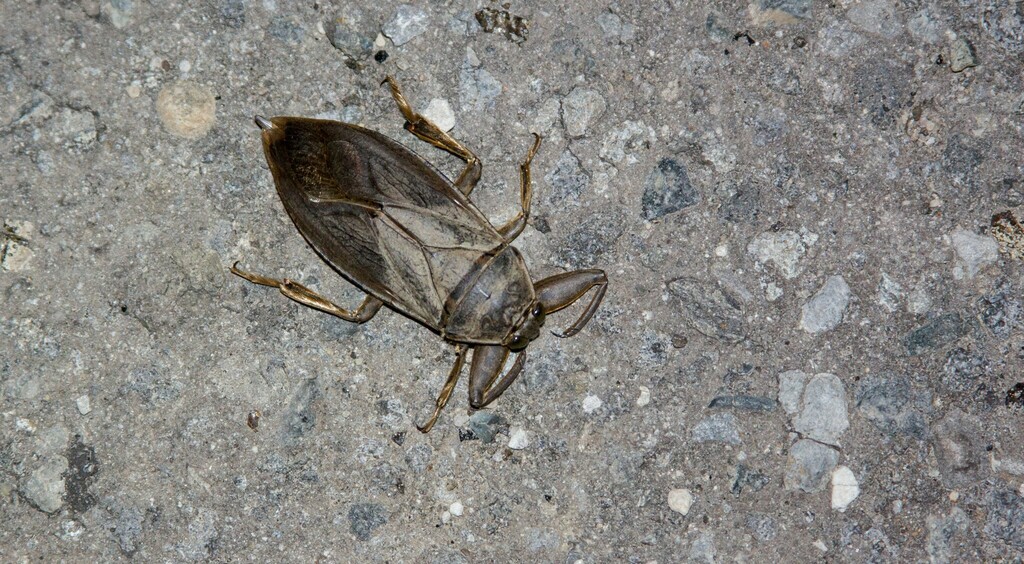 American Giant Water Bug from Hiram Cemetary on April 13, 2023 at 10:32 ...
