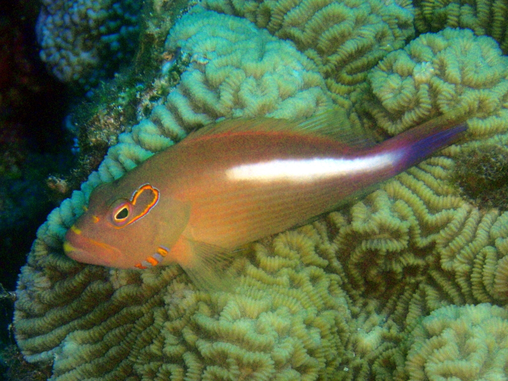 Arc-eye Hawkfish (Reef Fish of the Hawaiian Islands) · iNaturalist