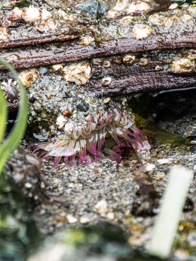 Aggregating Anemone from Island County, WA, USA on May 28, 2021 at 10: ...