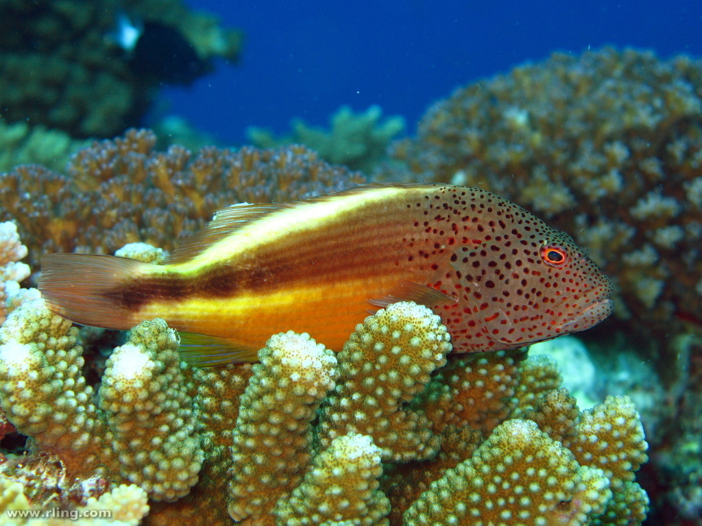 Freckled Hawkfish (Reef Fish of the Hawaiian Islands) · iNaturalist