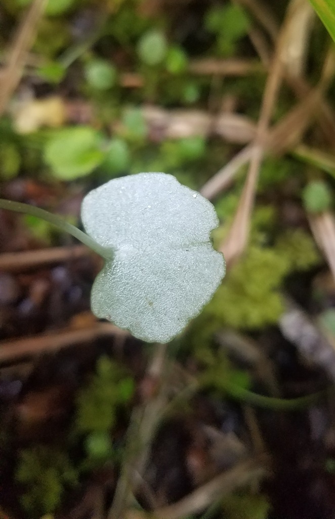 Spider orchids from Selwyn District, Canterbury, New Zealand on March ...