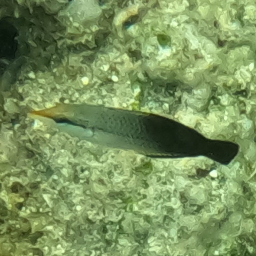 Bird Wrasse from Rukuruku Haven on April 11, 2023 at 03:58 PM by Dana ...