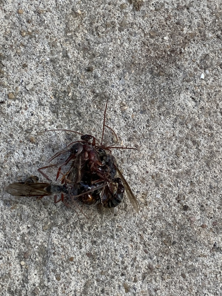 Gulosa-group Bull Ants from Ground War Memorial Park Inc, Kangaroo ...