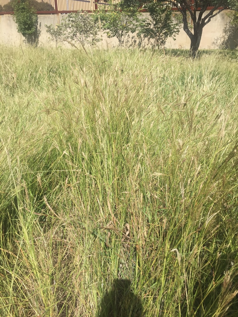 Yellow bluestem (Noxious Weeds of Colorado) · iNaturalist