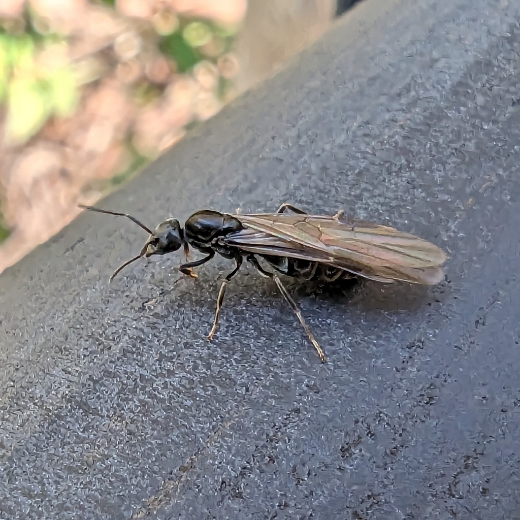 Rainbow Ants from Mount Buffalo VIC 3740, Australia on April 14, 2023 ...