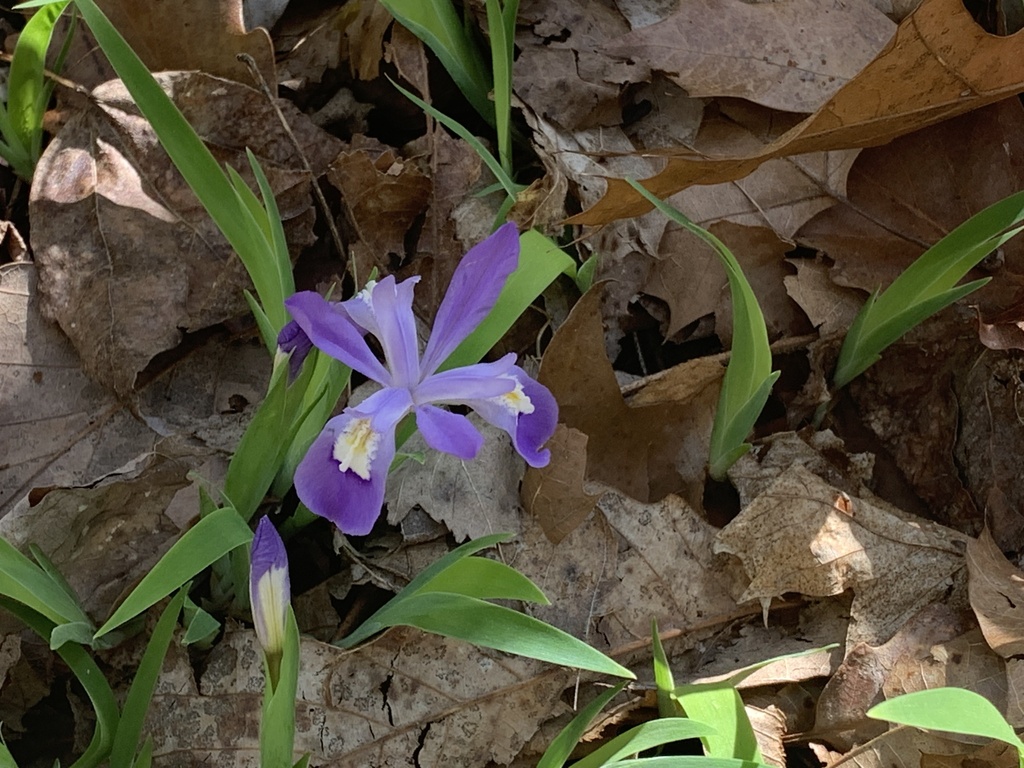 Irises from Great Smoky Mountains, Townsend, TN, US on April 10, 2023 ...