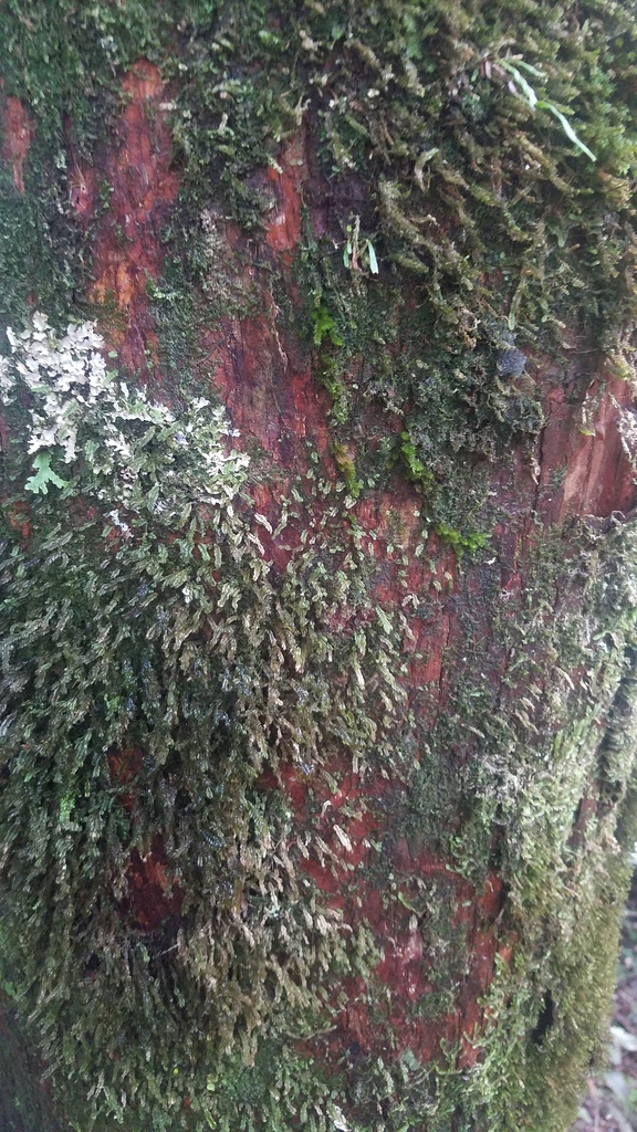 Podocarps from Kelly's Creek on March 27, 2023 at 10:39 AM by ...