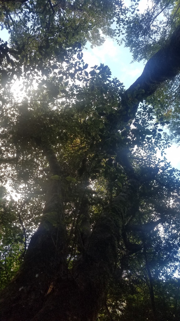 Kamahi from Kelly's Creek on March 27, 2023 at 10:43 AM by fruitsalad04 ...