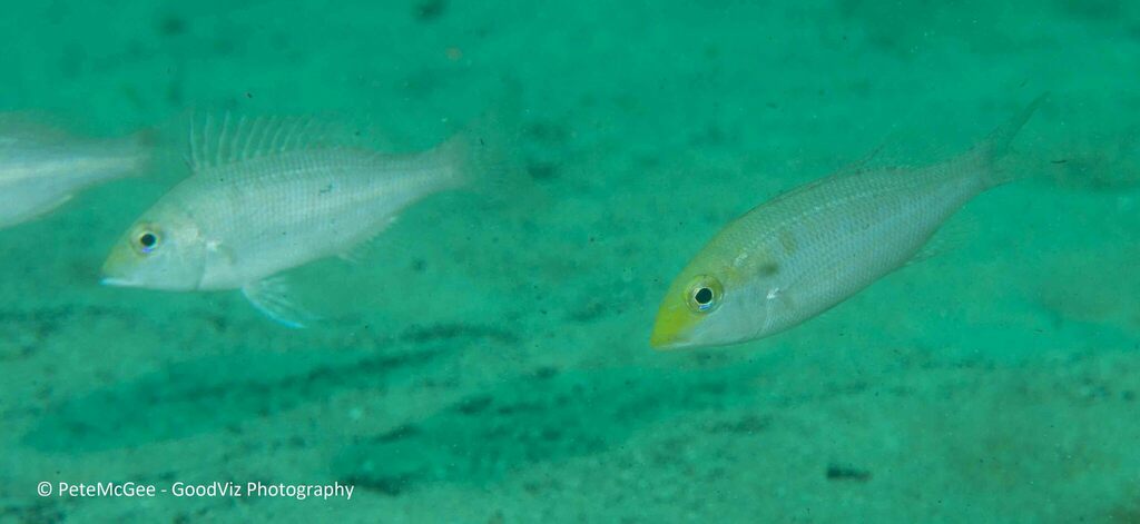 Spangled Emperor from Cabbage Tree Bay, Australia on April 10, 2023 at ...