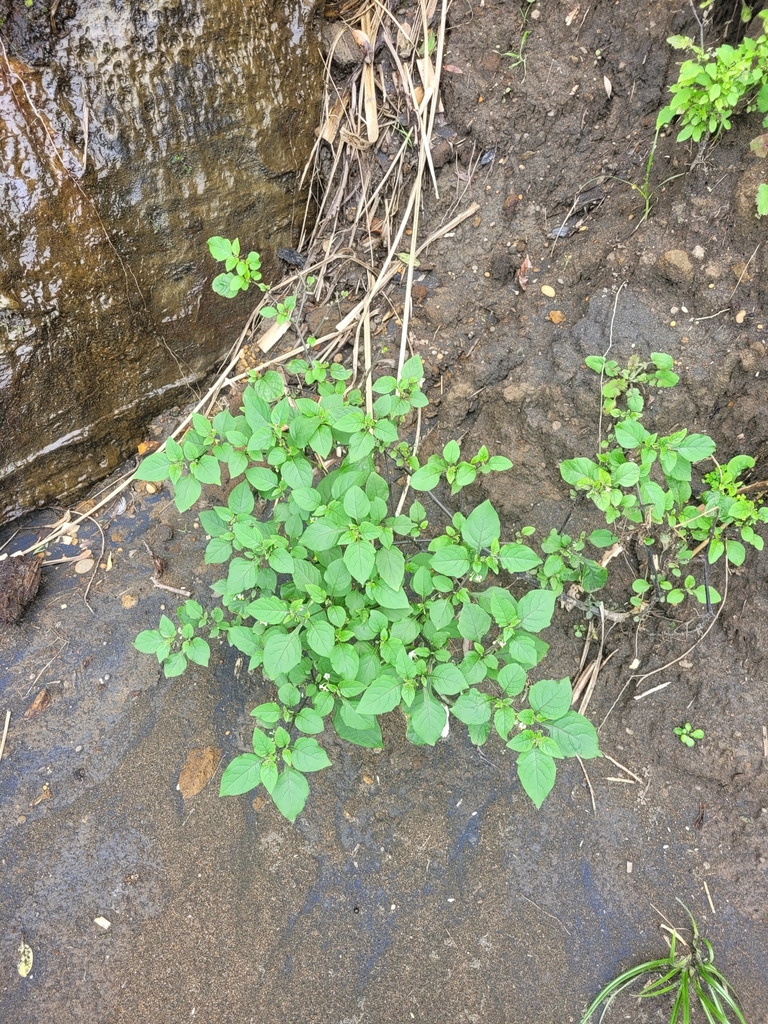 black nightshade from Fitzroy, New Plymouth 4312, New Zealand on April ...