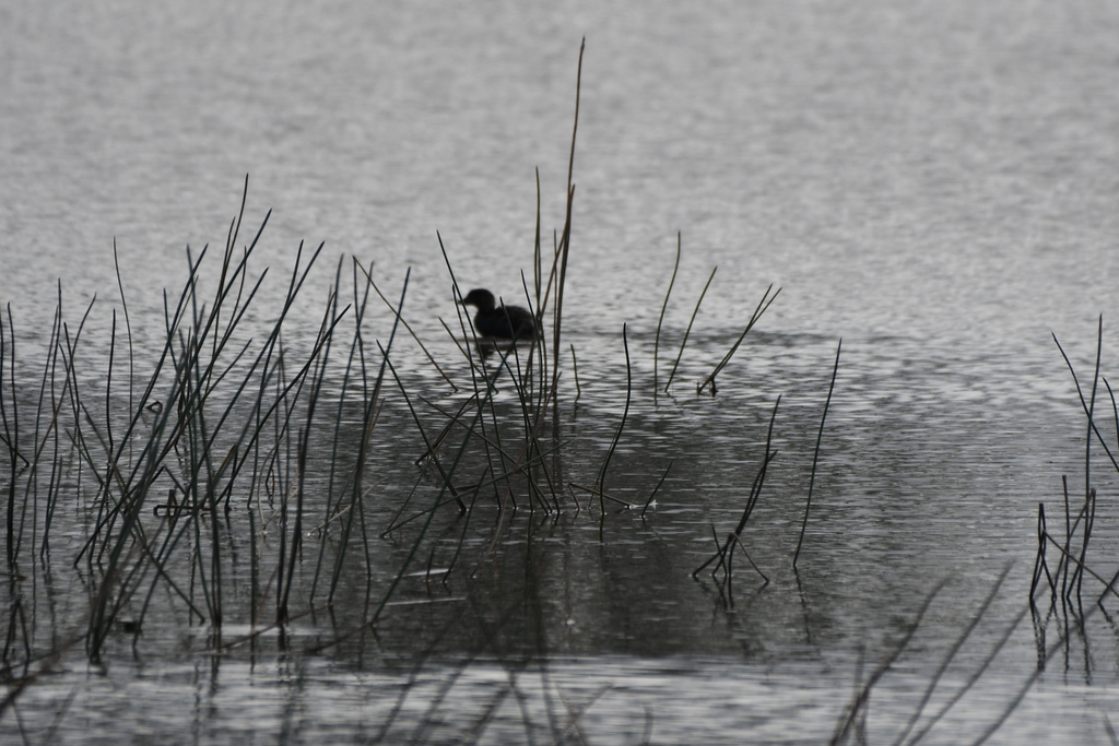 Musk Duck from Tuggerah, NSW, AU on April 14, 2023 at 09:44 AM by Dean ...