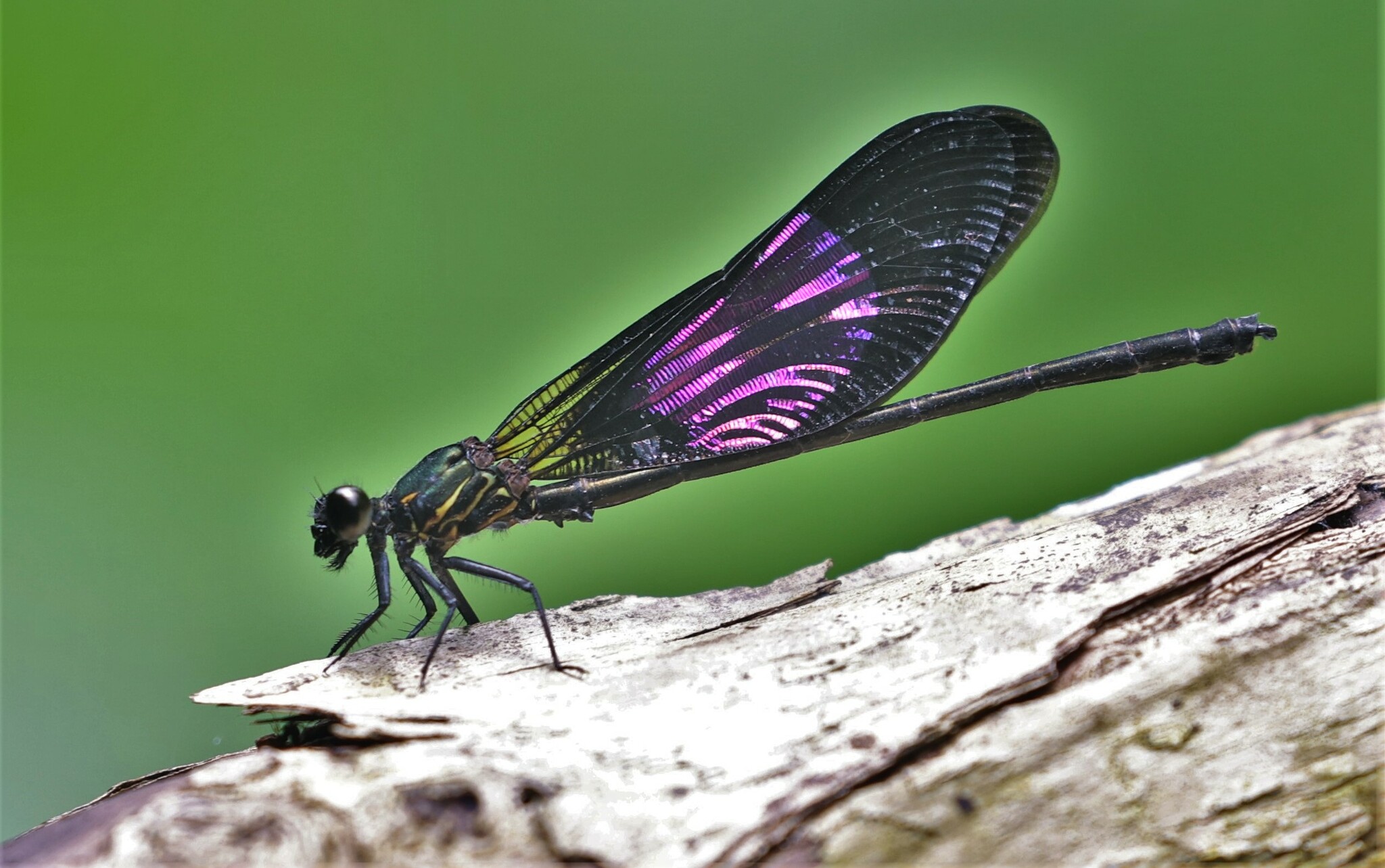 Euphaea variegata Rambur, 1842
