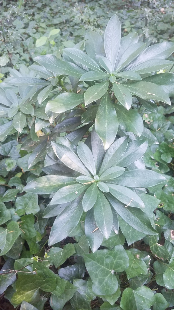 Spurge-laurel from Darfield, New Zealand on March 27, 2023 at 04:41 PM ...