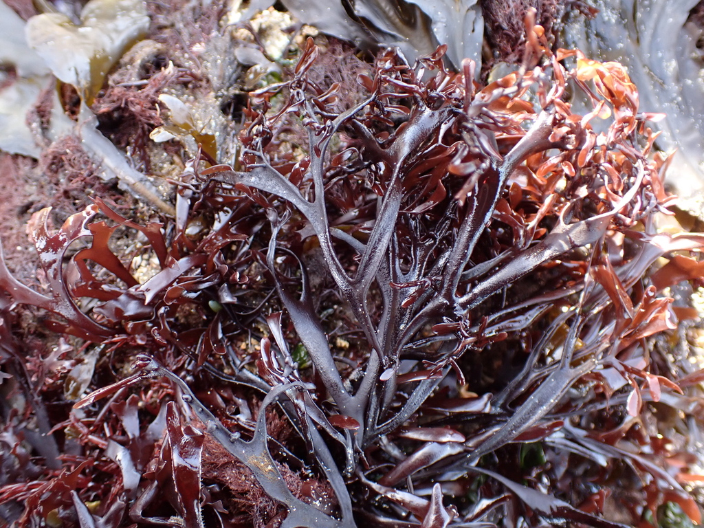 false Irish moss from Ille-et-Vilaine, Bretagne, France on April 08 ...