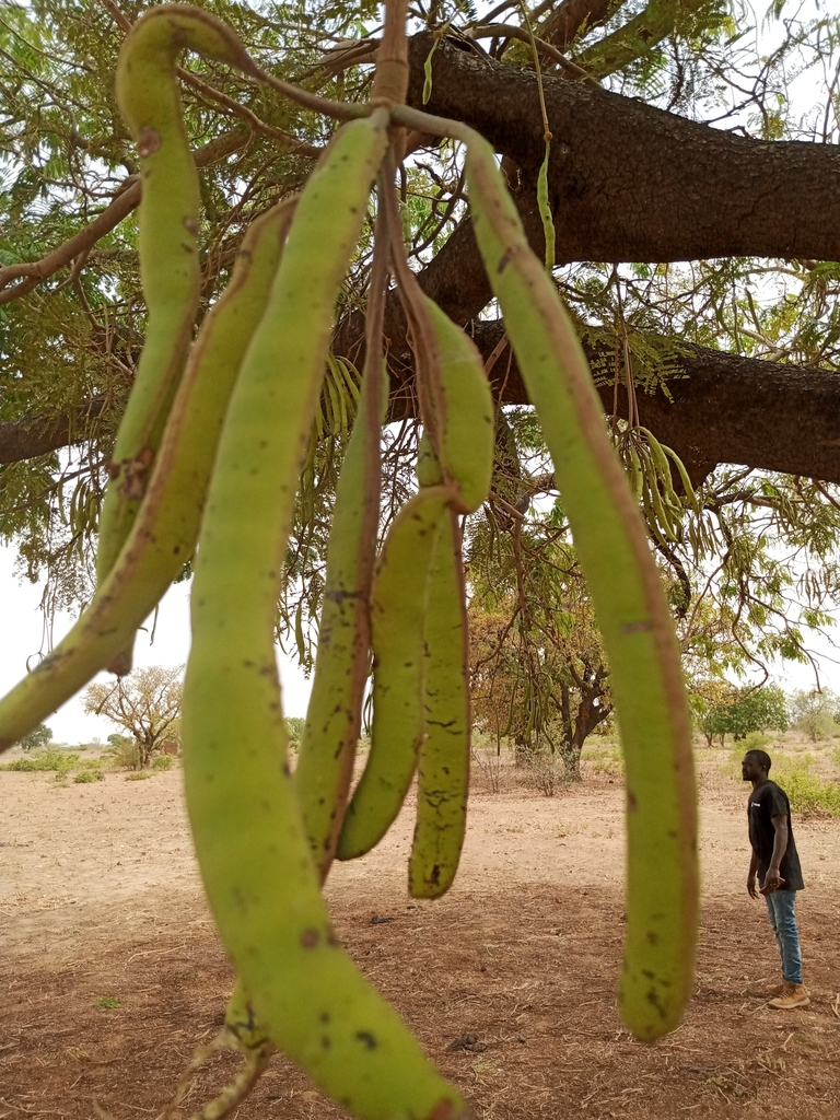 African locust bean from Gourma, BF-ES, BF on April 14, 2023 at 09:35 ...
