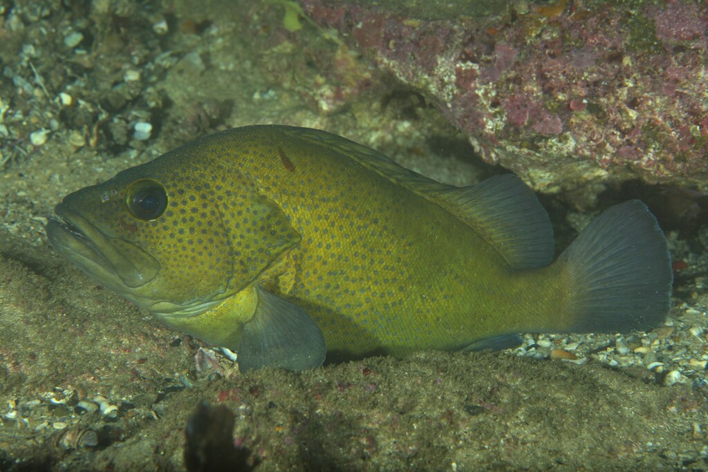 Eastern Wirrah from Cabbage Tree Bay, AU-NS-MN, AU-NS, AU on April 14 ...