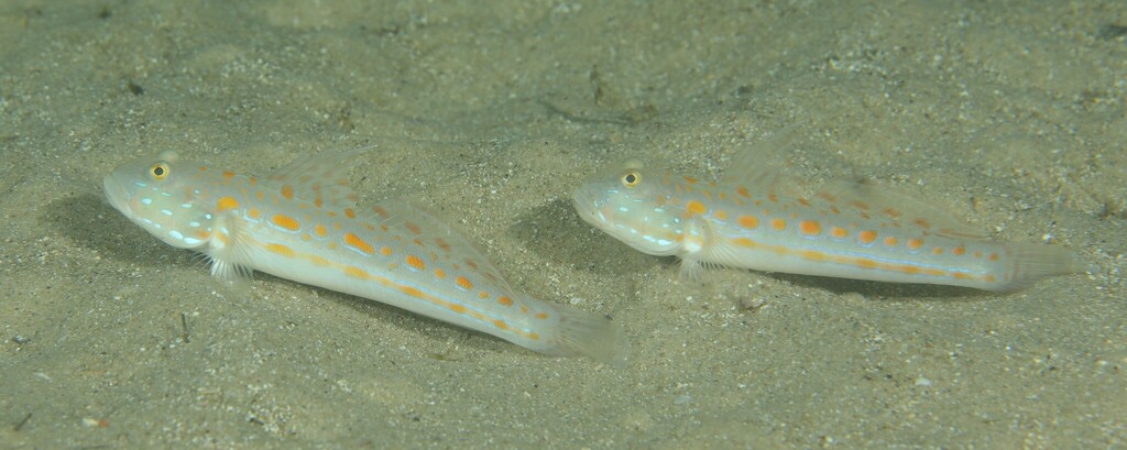 Orange-dashed Goby from Cabbage Tree Bay, AU-NS-MN, AU-NS, AU on April ...