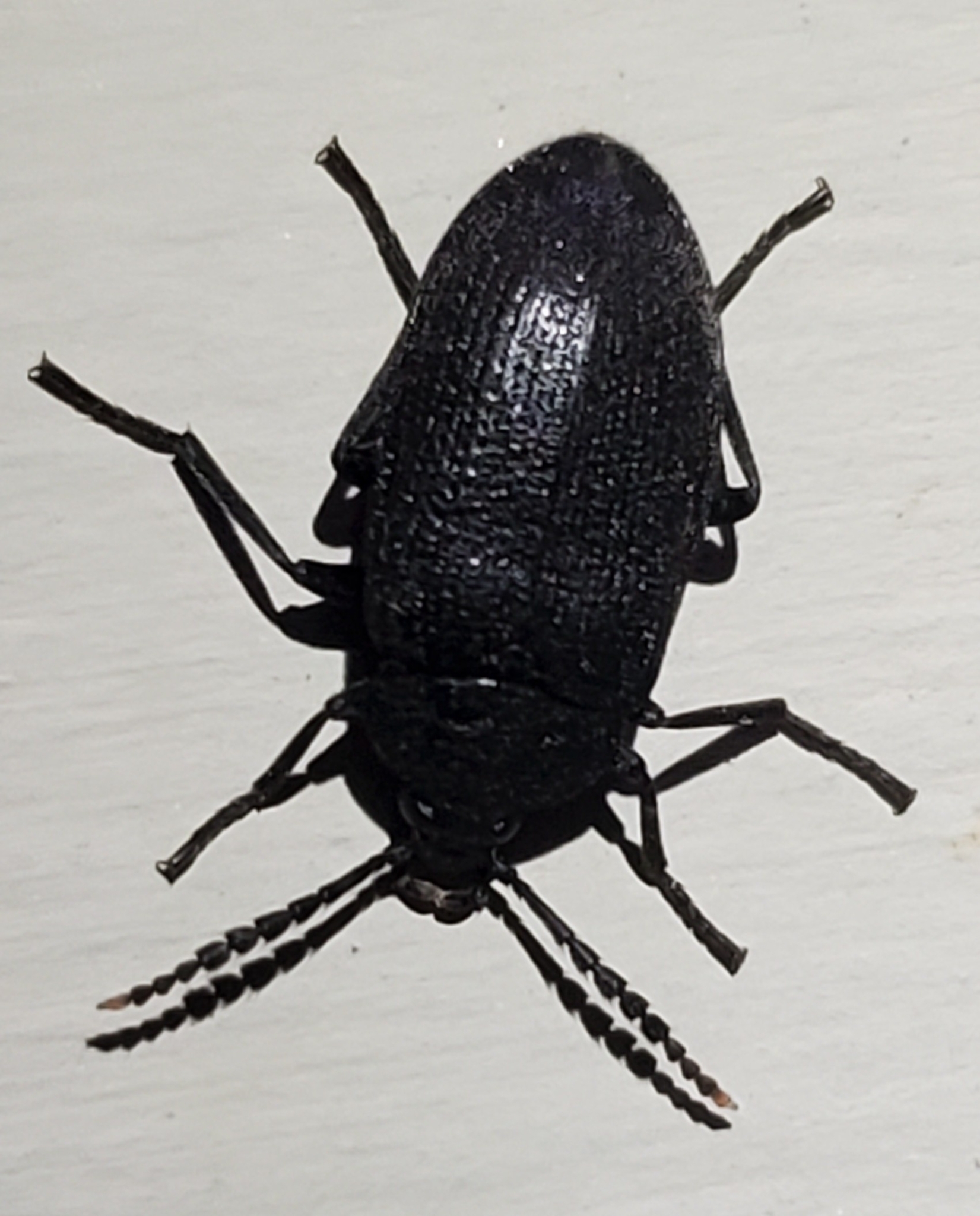 Tetratomidae