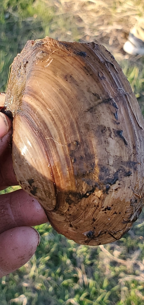 Giant Floater Mussel from Horton, KS 66439, USA on April 13, 2023 at 07 ...