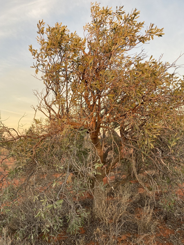 Cattle Bush from Sturt National Park, Tibooburra, NSW, AU on April 14 ...