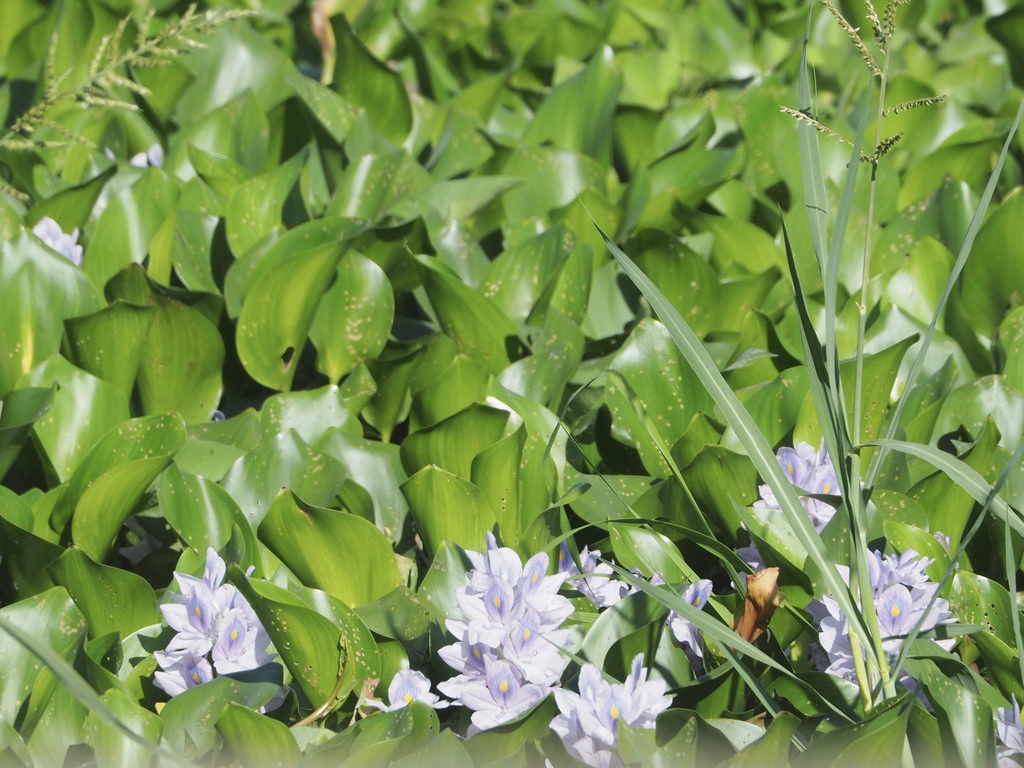 common water hyacinth from Koewarasan, Suriname on April 12, 2023 at 04 ...