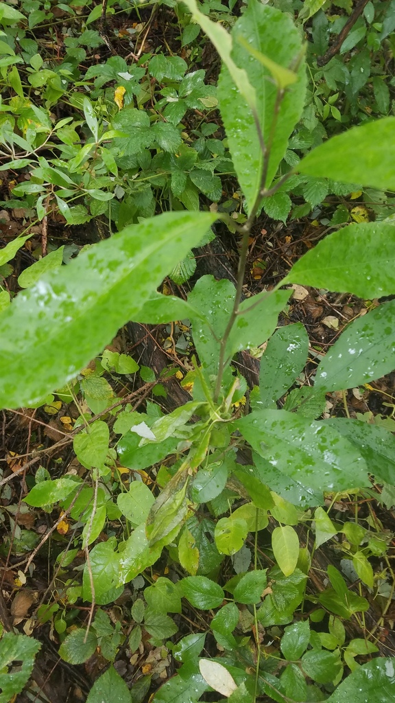 Mahoe from Yarrs Lagoon Group 5 Site2 on March 22, 2023 at 11:29 AM by ...