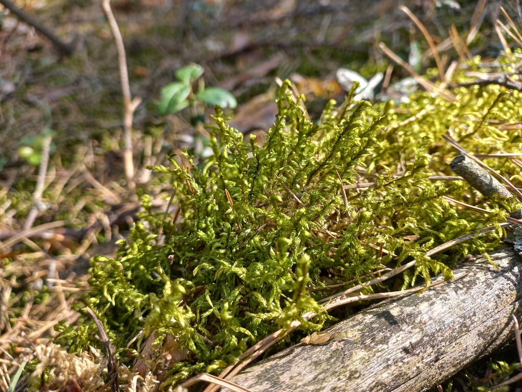 Red-stemmed Feather Moss from Тульская обл., Россия, 301417 on April 12 ...