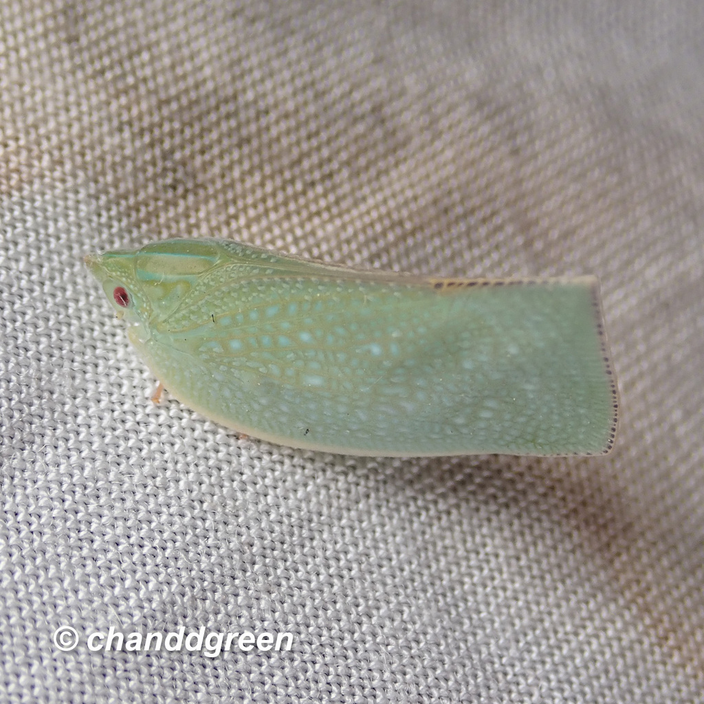 Geisha distinctissima from 香港西貢(對面海) on March 12, 2023 at 08:05 PM by ...