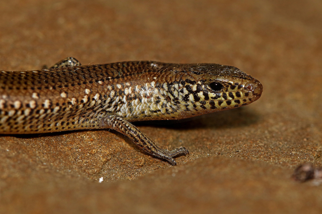 Common Dotted Garden Skink from Chimur, Gate, Kolara, Maharashtra ...