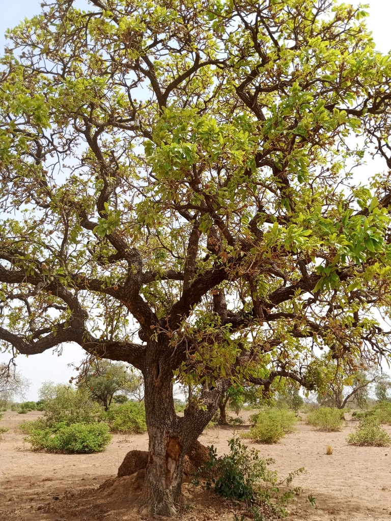 Shea Tree in April 2023 by gugus23. Plantes · iNaturalist