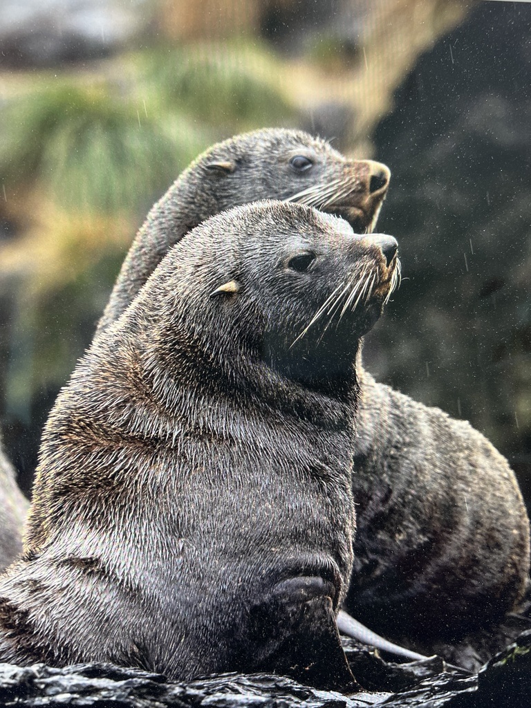 South American Fur Seal from Atlantic Ocean, Antártida e Islas del ...