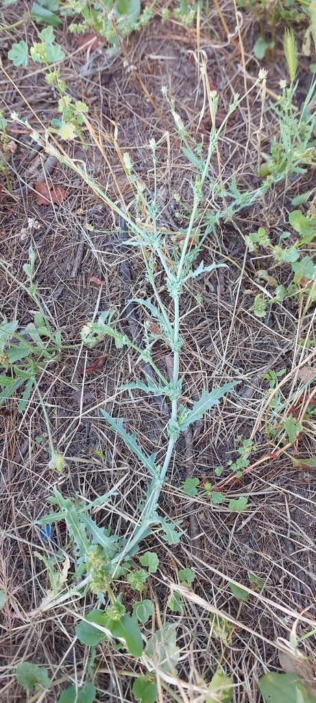 Launaea mucronata from Al Jahra Governorate, Kuwait on April 14, 2023 ...