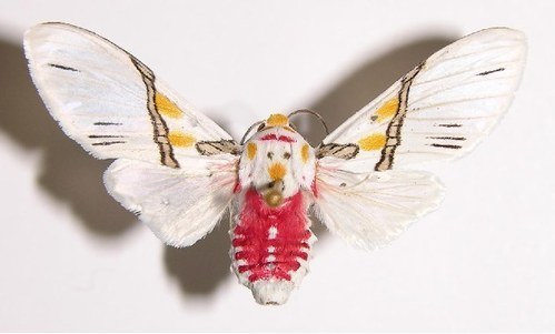 Idalus crinis (Costa Rica Insects) · iNaturalist