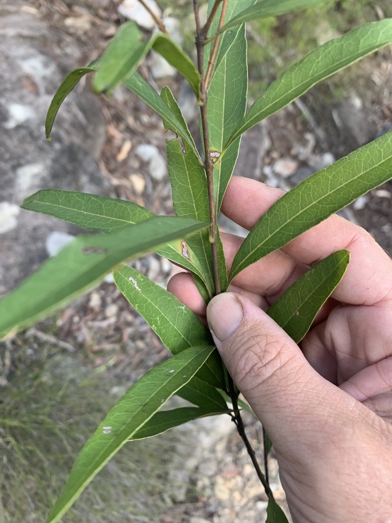 small-fruited mock olive from Expedition National Park, Glenhaughton ...
