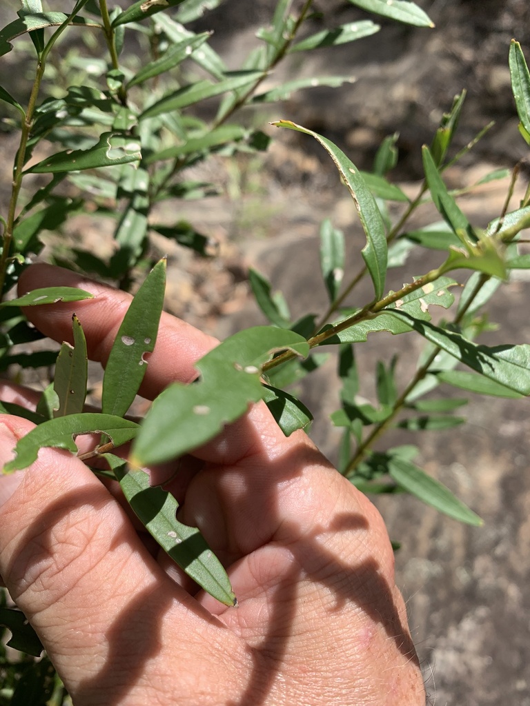 Logania albiflora from Expedition National Park, Glenhaughton, QLD, AU ...