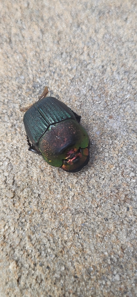 Rainbow Scarab from Spring Hill, FL 34610, USA on April 13, 2023 at 12: ...