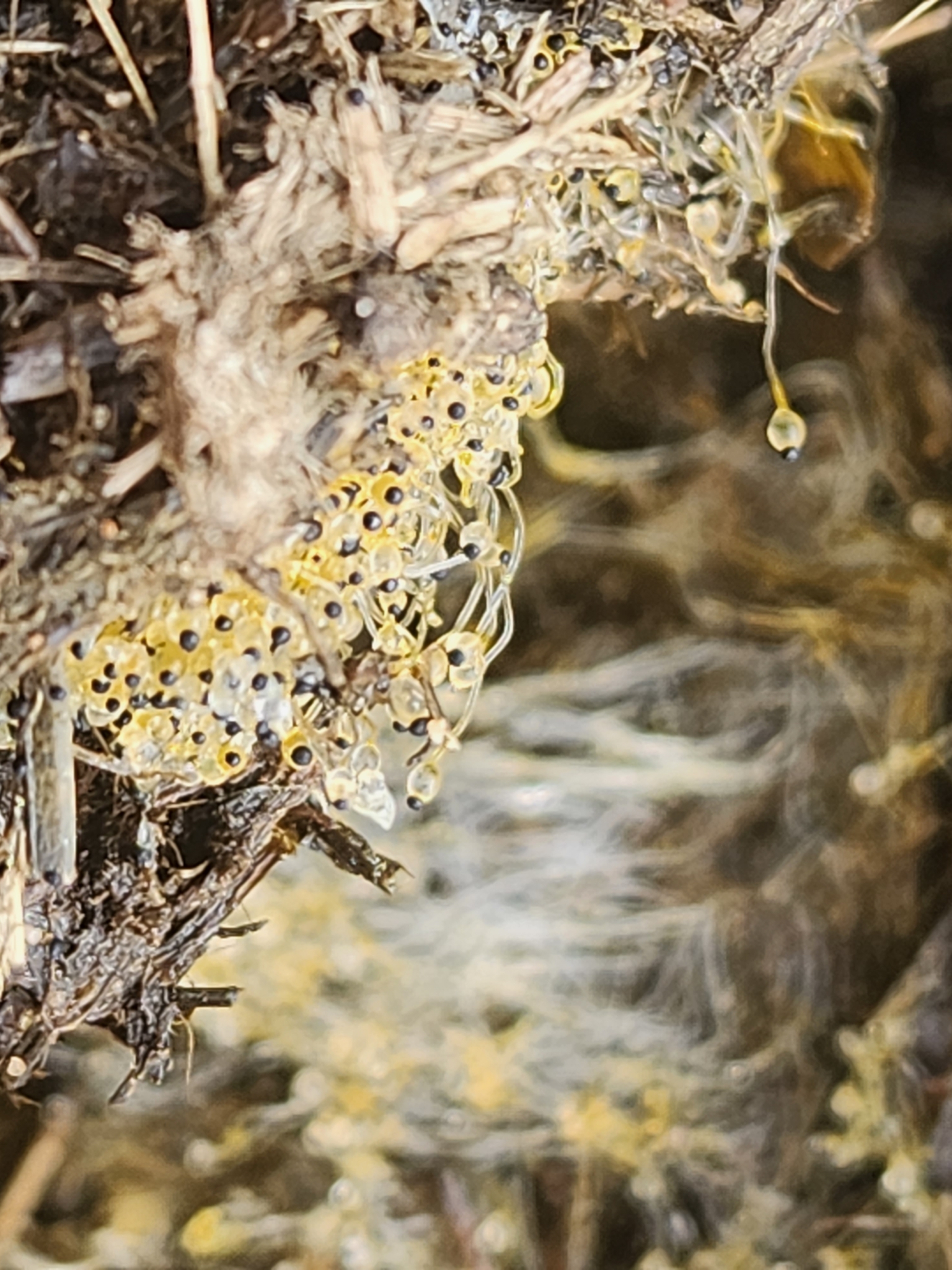 Pilobolus Tode, 1784