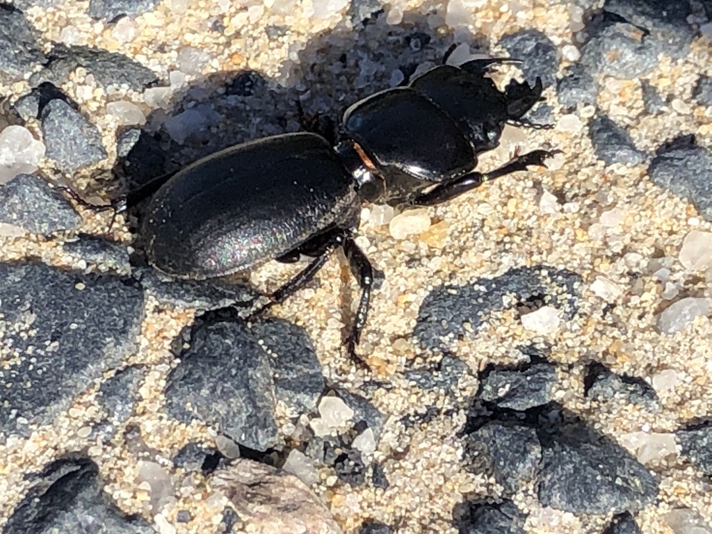 Pedunculate Ground Beetles from Legge Way, Cape Paterson, VIC, AU on ...